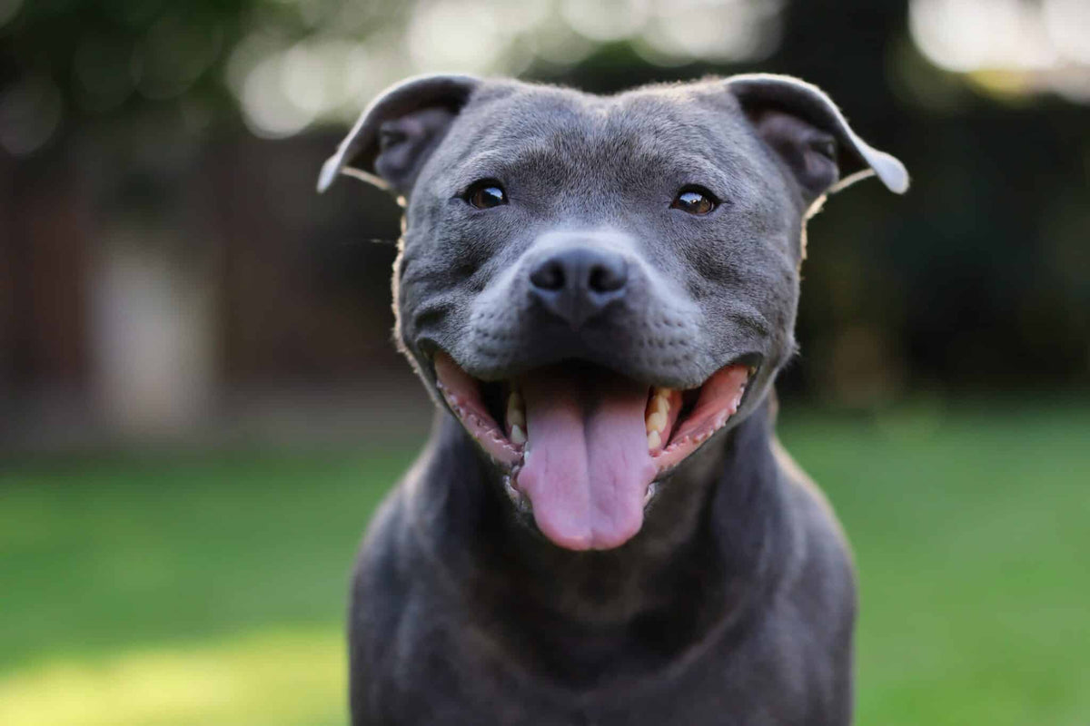 50 Questions Staffordshire Bull Terrier (Staffy) Owners Ask – Poppy's ...