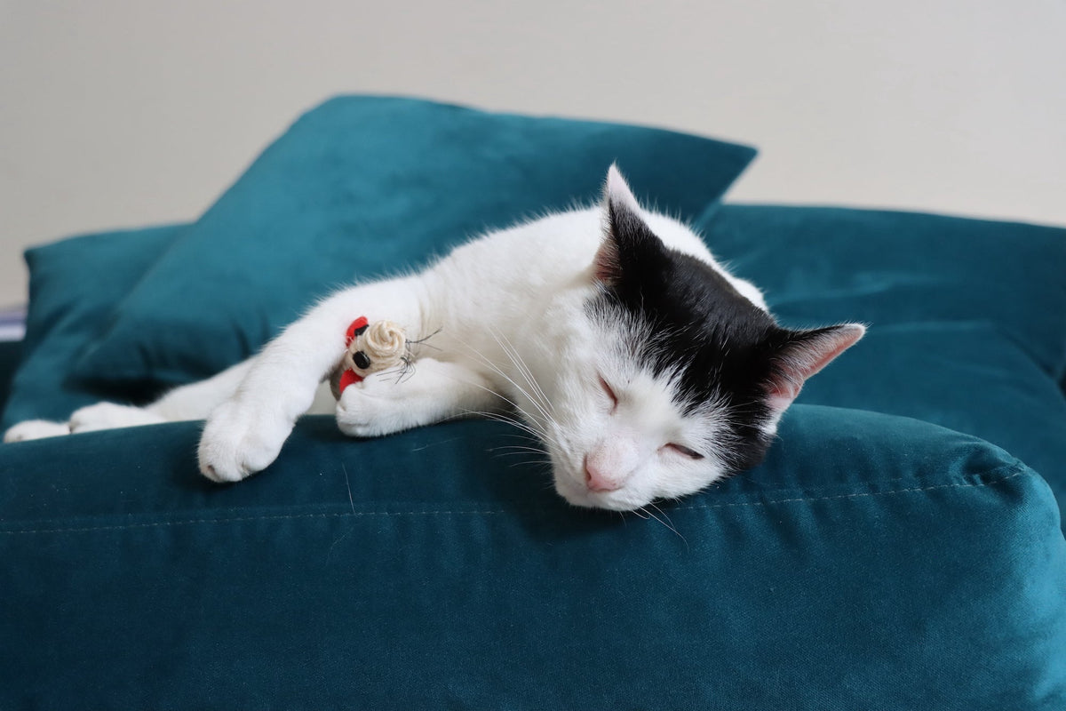 Top 50 Male Cat Names You’ll Love – Poppy's Picnic