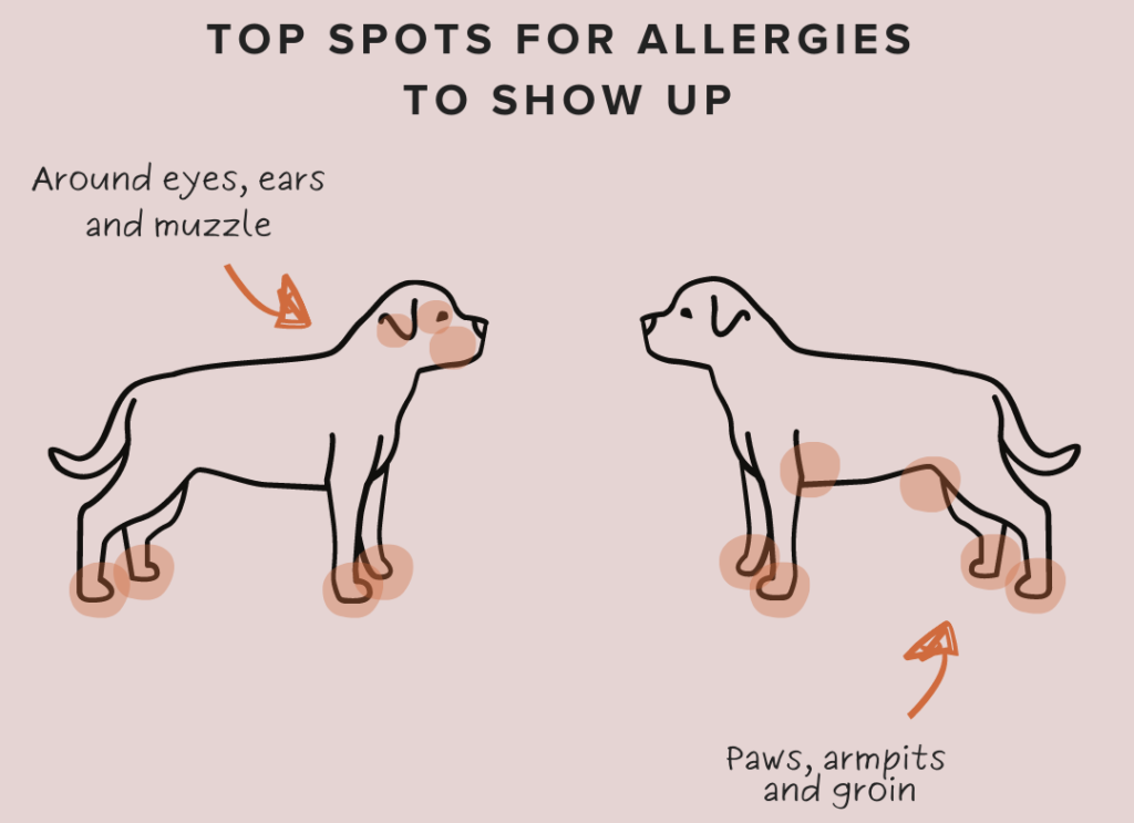 The Science Behind Why Raw Food Reduces Allergies in Dogs – Poppy's Picnic