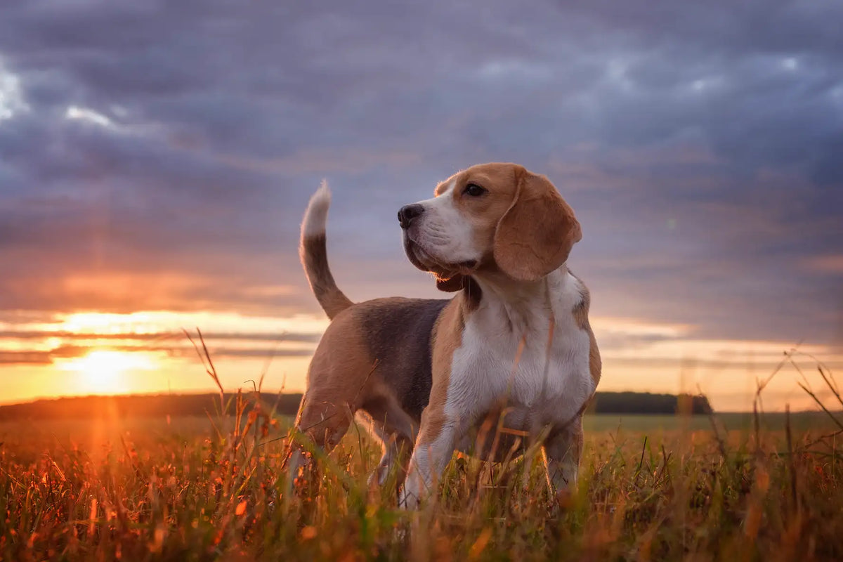 50 Questions Beagle Owners Ask – Poppy's Picnic