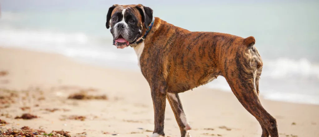 50 Questions Boxer Owners Ask – Poppy's Picnic