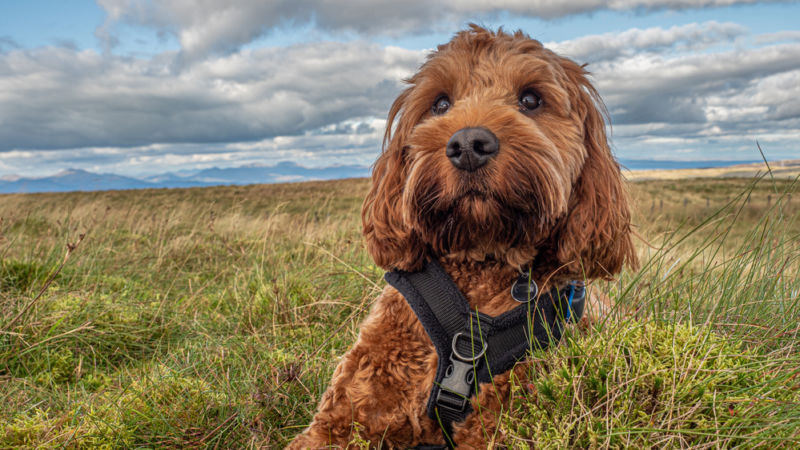 50 Questions Cockapoo Owners Ask – Poppy's Picnic