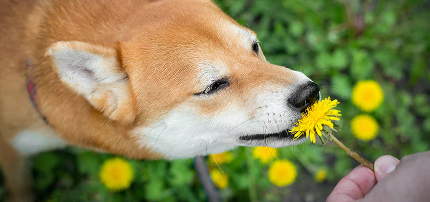 Dandelion for Dogs: Natural Benefits and Expert Insights – Poppy's Picnic