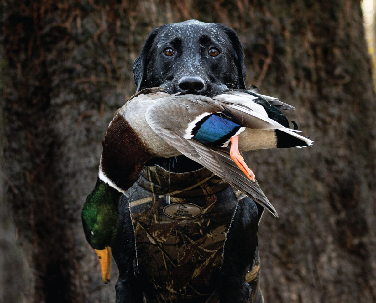 Benefits of Feeding Duck to Your Dog (Why We Love It in Our Raw Recipe ...