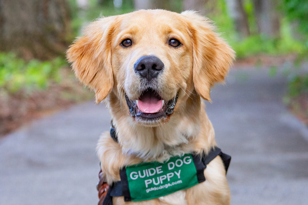 Guiding Paws: The Incredible Work of Guide Dogs – Poppy's Picnic
