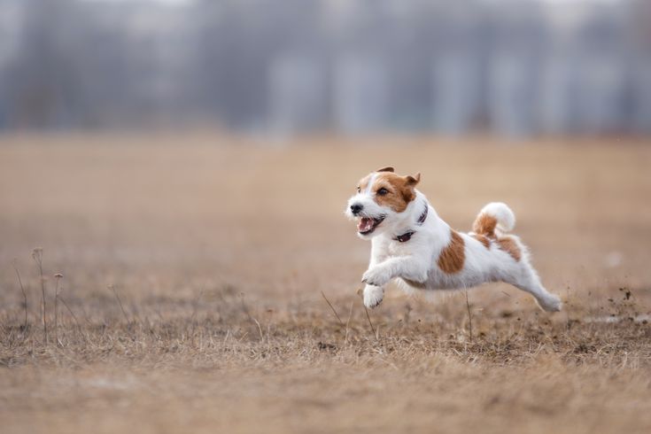 50 Questions Jack Russell Terrier Owners Ask – Poppy's Picnic