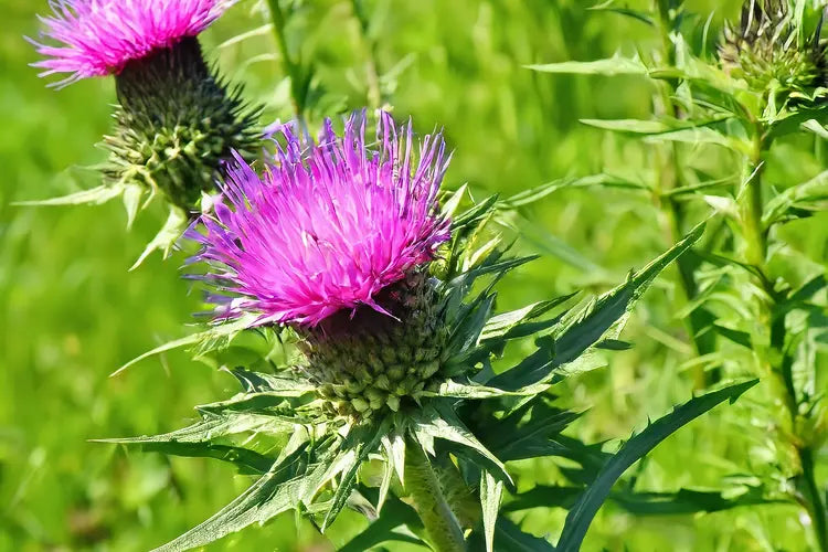 Milk Thistle for Dogs: Benefits, History and Use in Poppy’s Picnic Foo ...