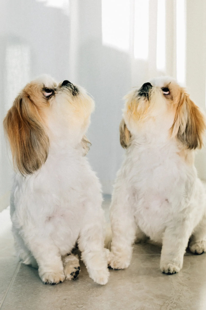 Can DNA Really Help You Duplicate Your Dog? The Science, Ethics, and E ...